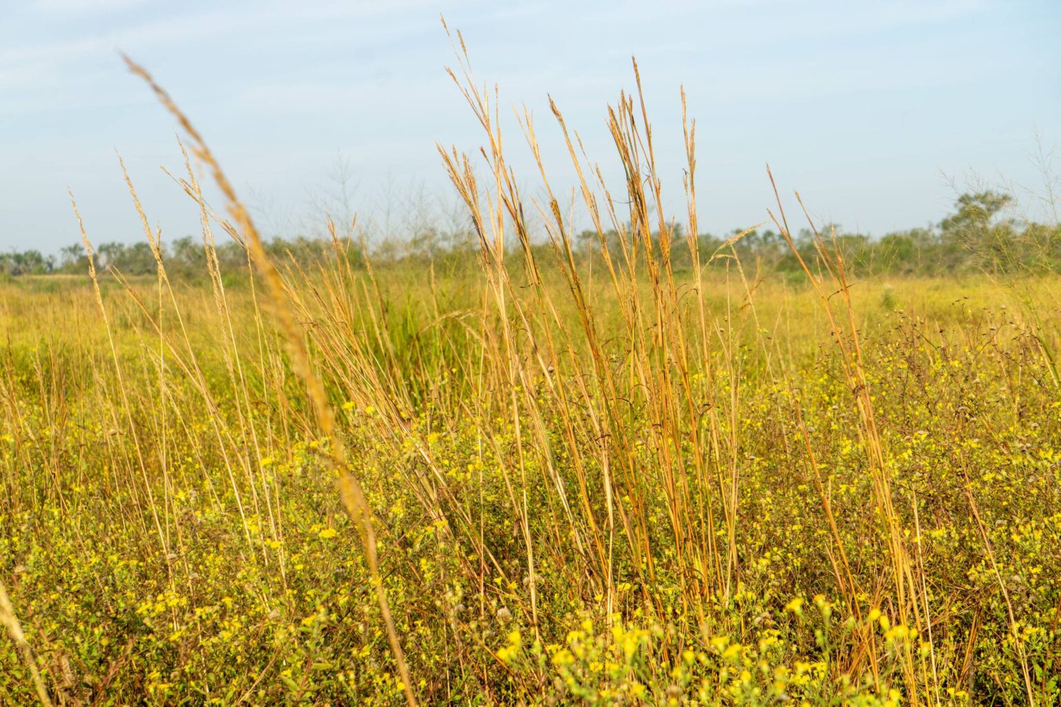 Restoring Plants - Creech Prairie Restoration