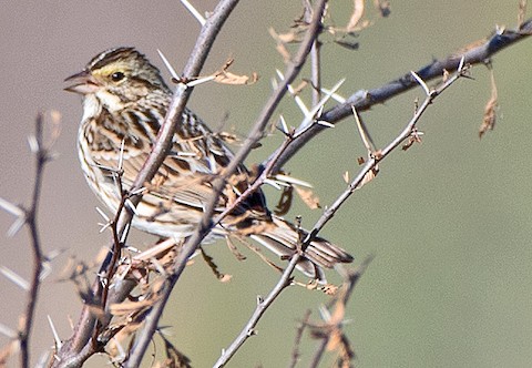 CPR Heartbeat - Creech Prairie Restoration