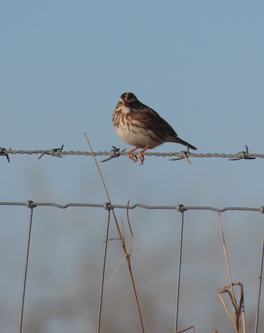 Sparrow Wisdom - Creech Prairie Restoration